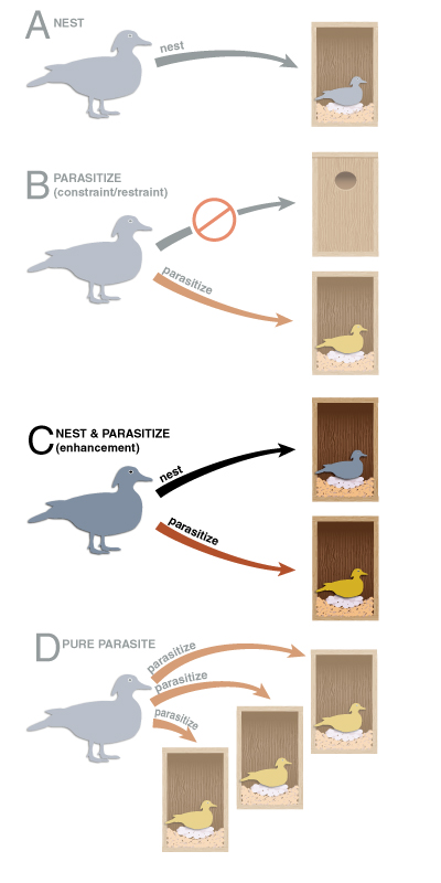 Wood Duck Life Cycle Diagram